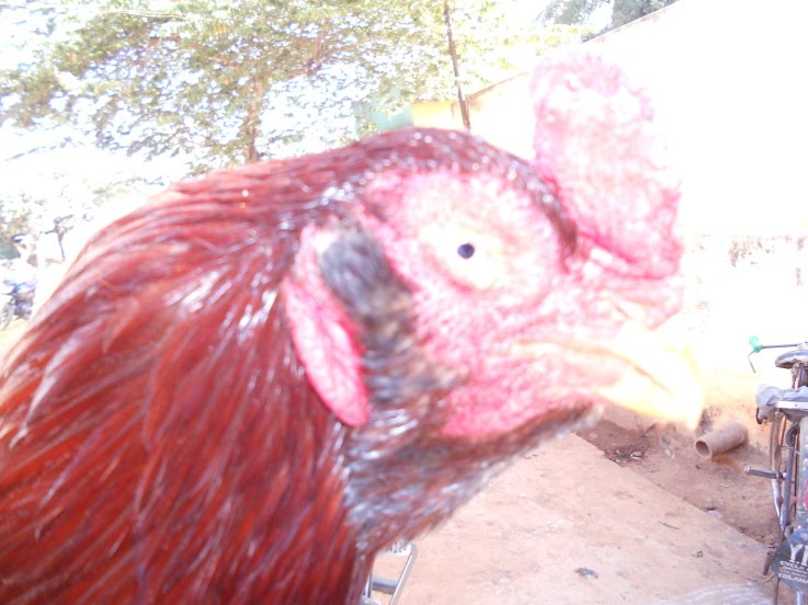 Fighting Rooster: Asil Breed