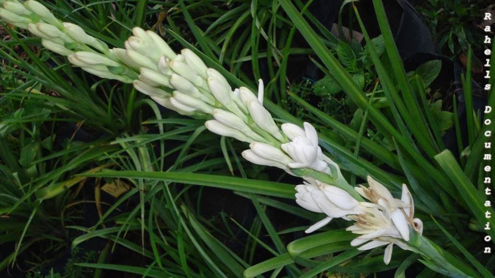 Terkeren 18+ Gambar Bunga Harum Malam - Gambar Bunga Indah