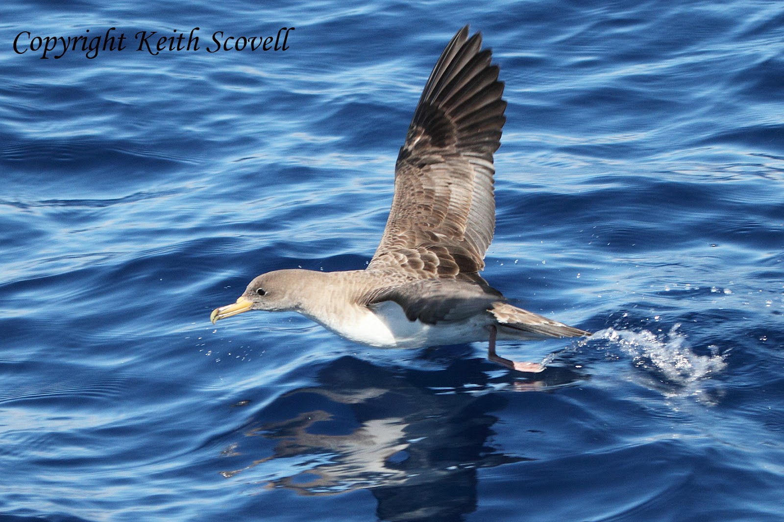 Keith Scovell's Wild Life: Wildlife of the Azores