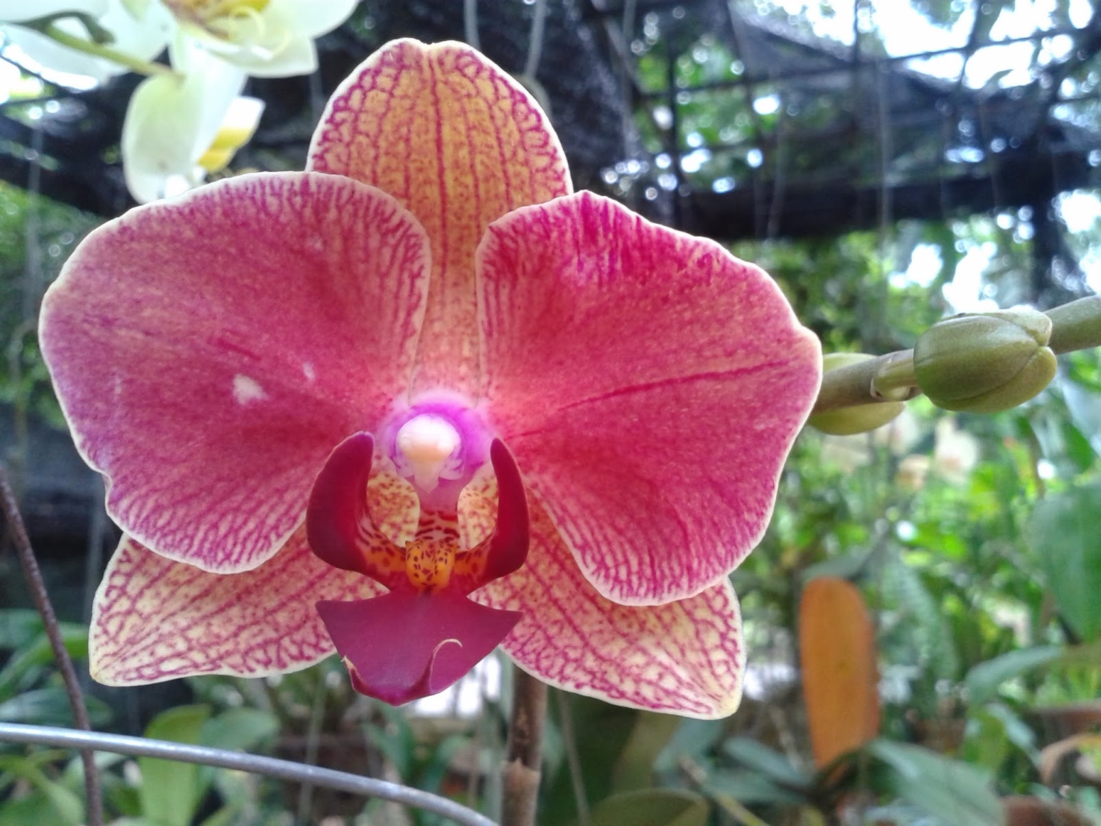 Bunga Orkid Platform : Orkid Bunga Kuning Menggoda & Hidup Usah Mengeji ...