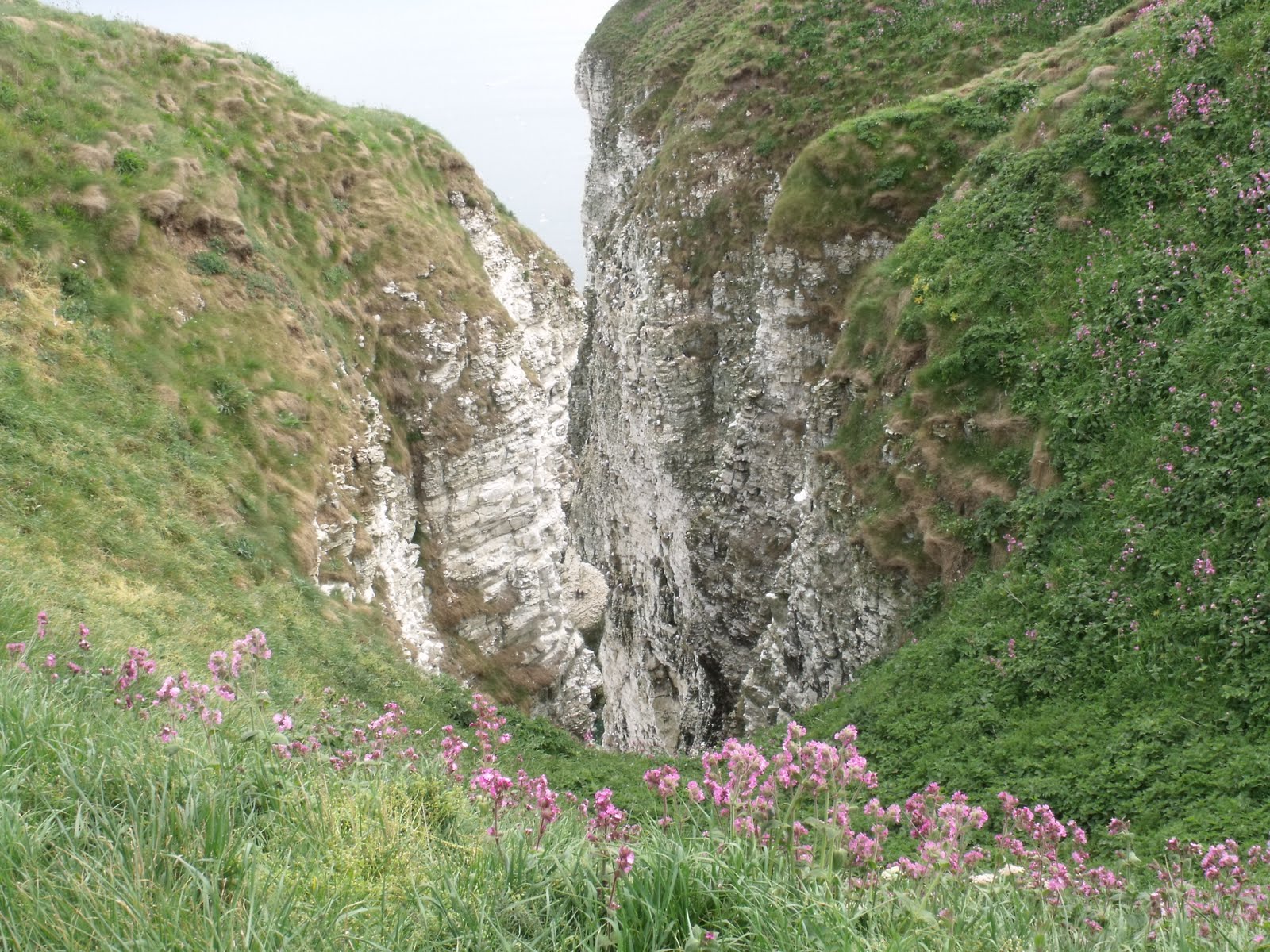 Yorkshire Ramblings: Bempton Cliffs RSPB Nature Reserve