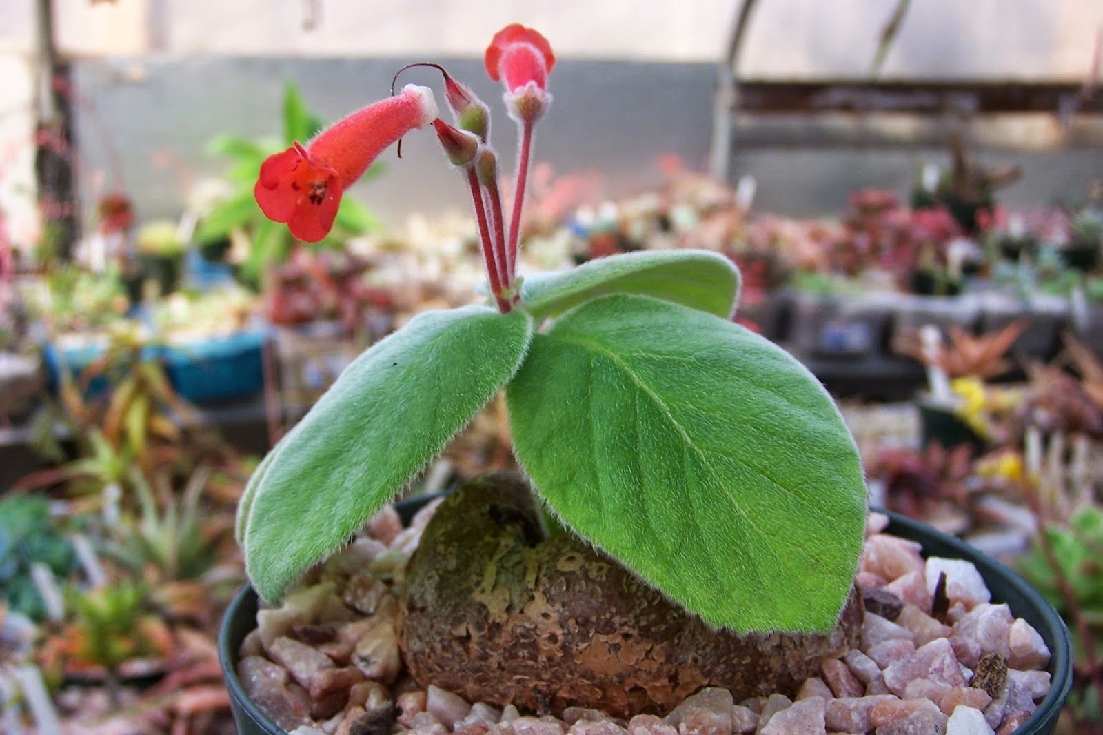 Oregon Cactus Blog: Sinningia cardinalis