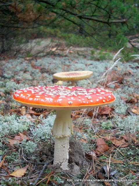 Grzyby gatunkami: Muchomor czerwony | Smaczna Pyza