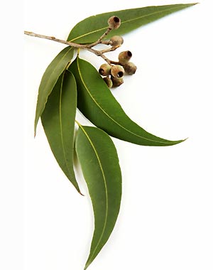 Hoja Falcada (falcata) - Botánica integra