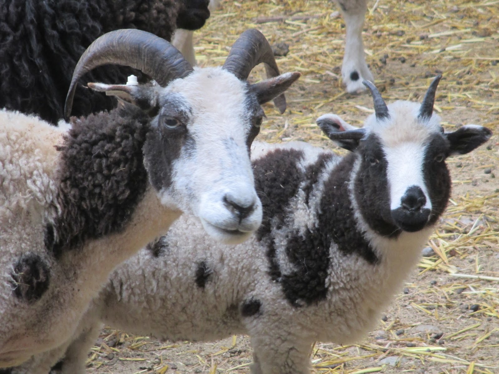 Red Dog, Spotted Sheep: Jacob Sheep Ewe Lambs ~ 2016