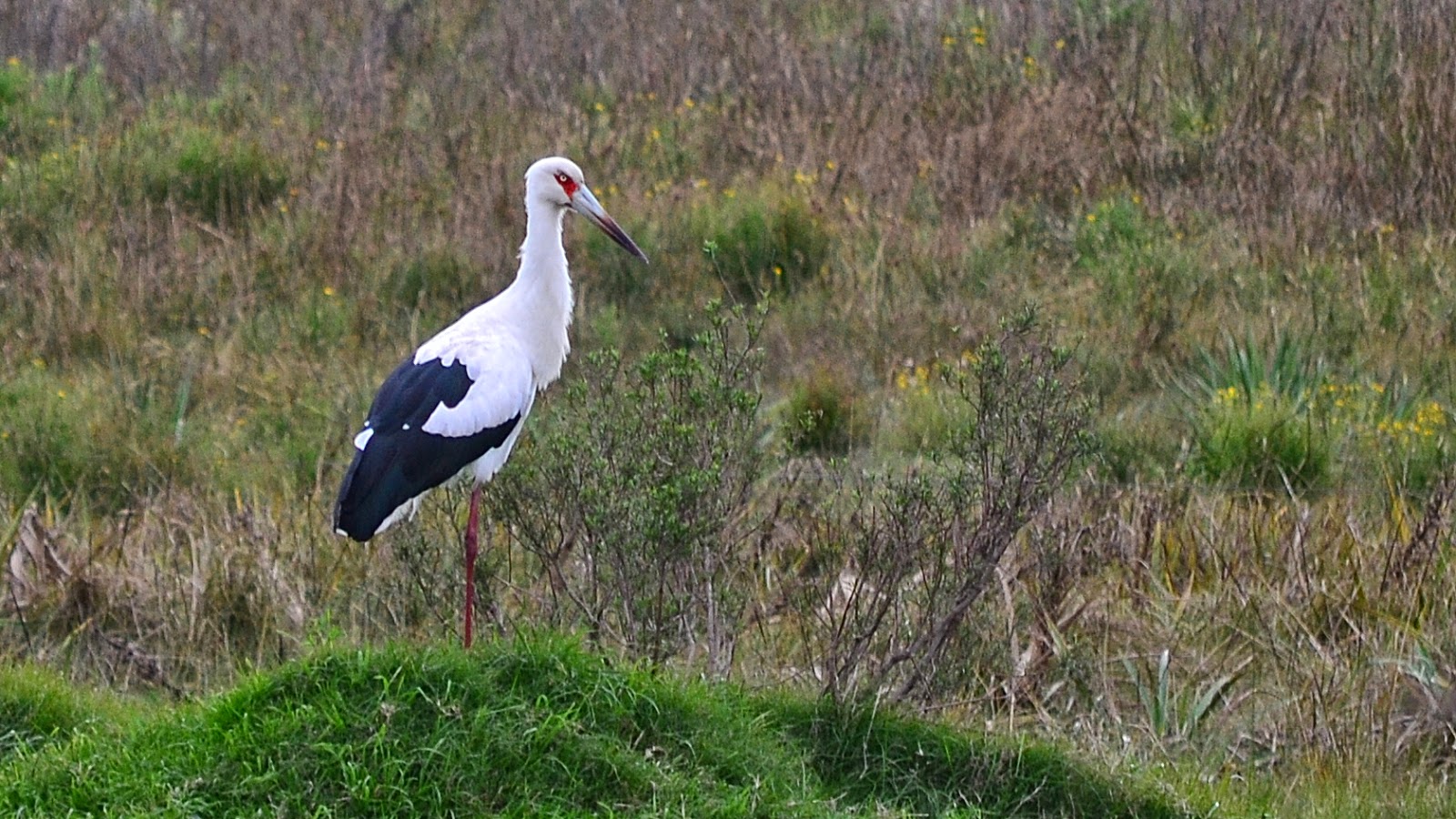 Aves de La Floresta: Cigüeña común
