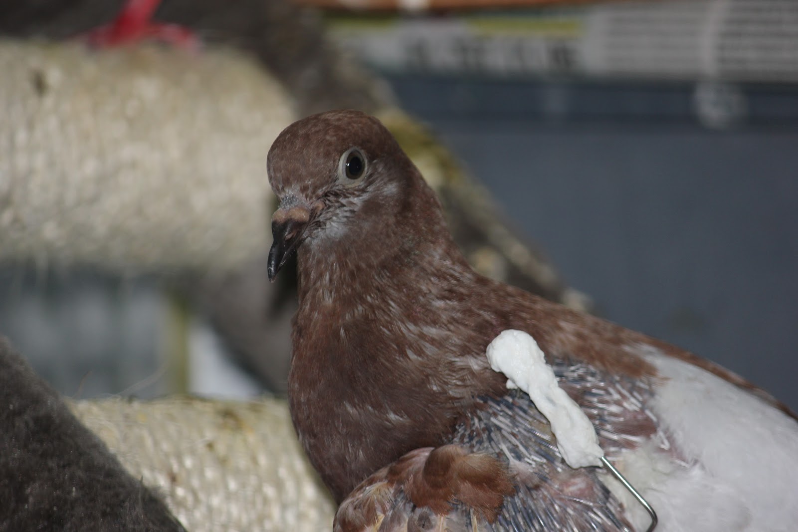 Mis amigas las palomas: Tratamiento ALA ROTA