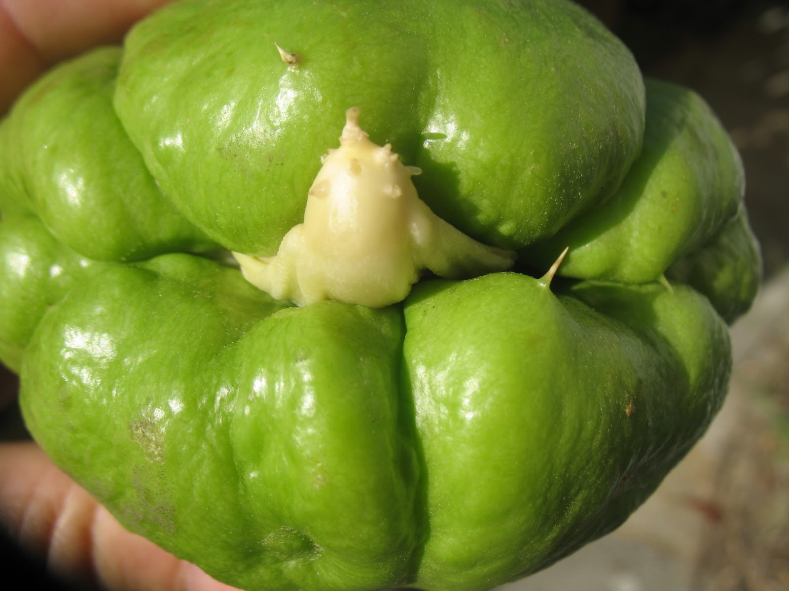 Sustainaburbia: Chokos