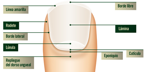 El saber de la ciencia: Las uñas