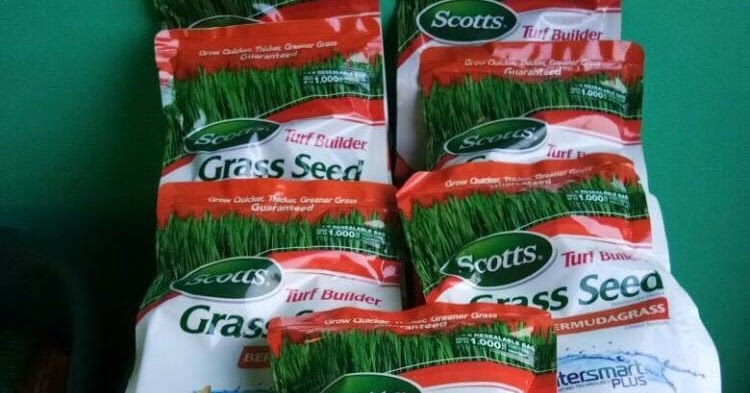 JUAL BIJI RUMPUT GAJAH MINI | BIJI RUMPUT GOLF | BIJI RUMPUT LAPANGAN ...