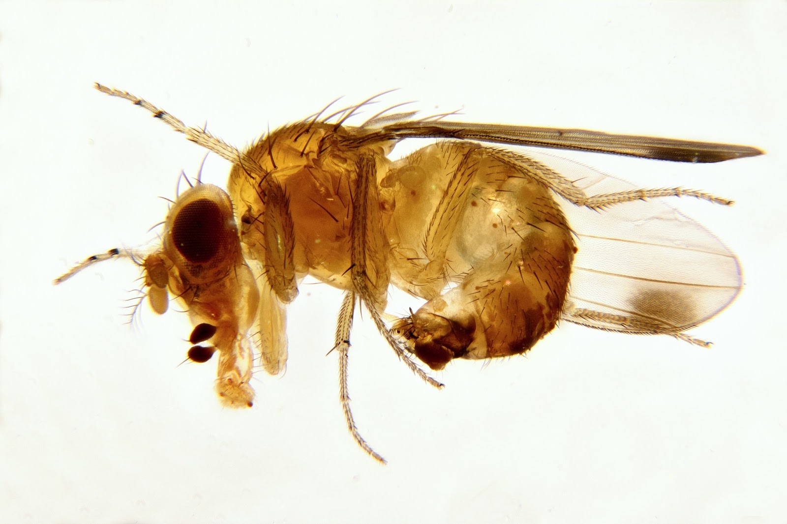 Miltoncontact: Preparing for Spotted Wing Drosophila in the UK
