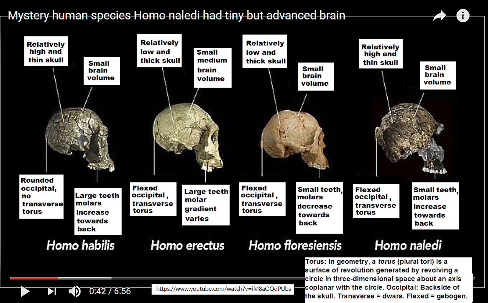 SexualReligion: (77) Homo naledi from rebirth to reincarnation