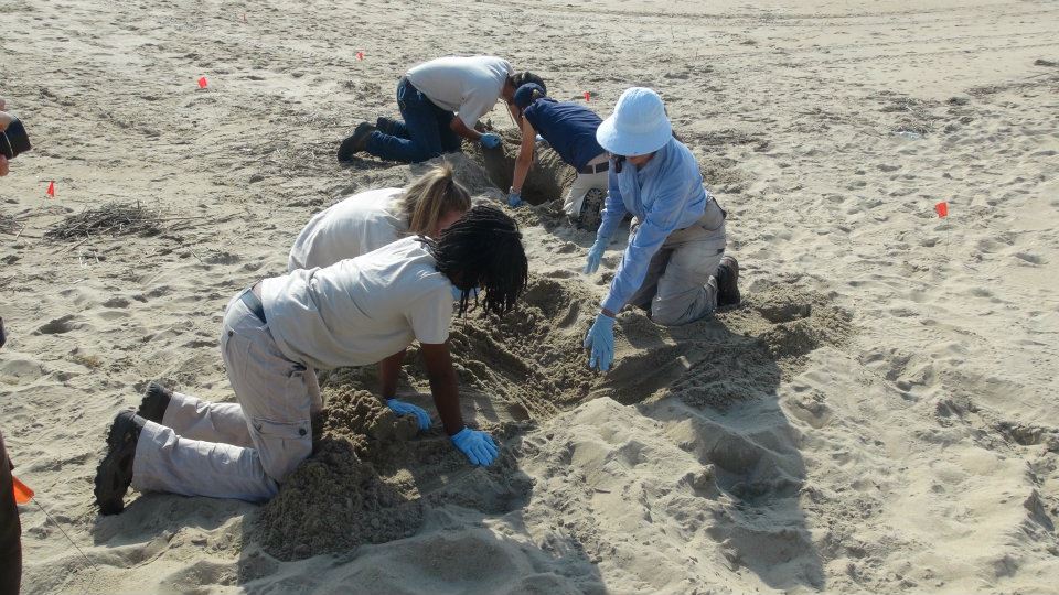 Northeast Ecological Services: Sea turtle nests meet Virginia's state ...
