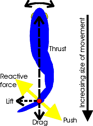 akshay: Mechanics and Dynamics of how fishes swim