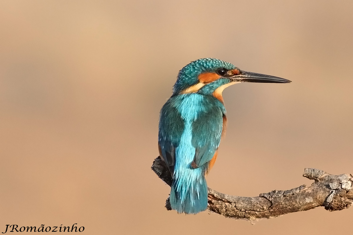 Pescador de aves: Guarda rios