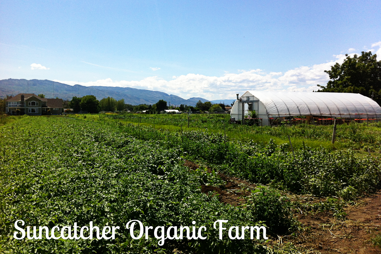 InSpiral Coaching: Sun Catcher Organic Farm Tour