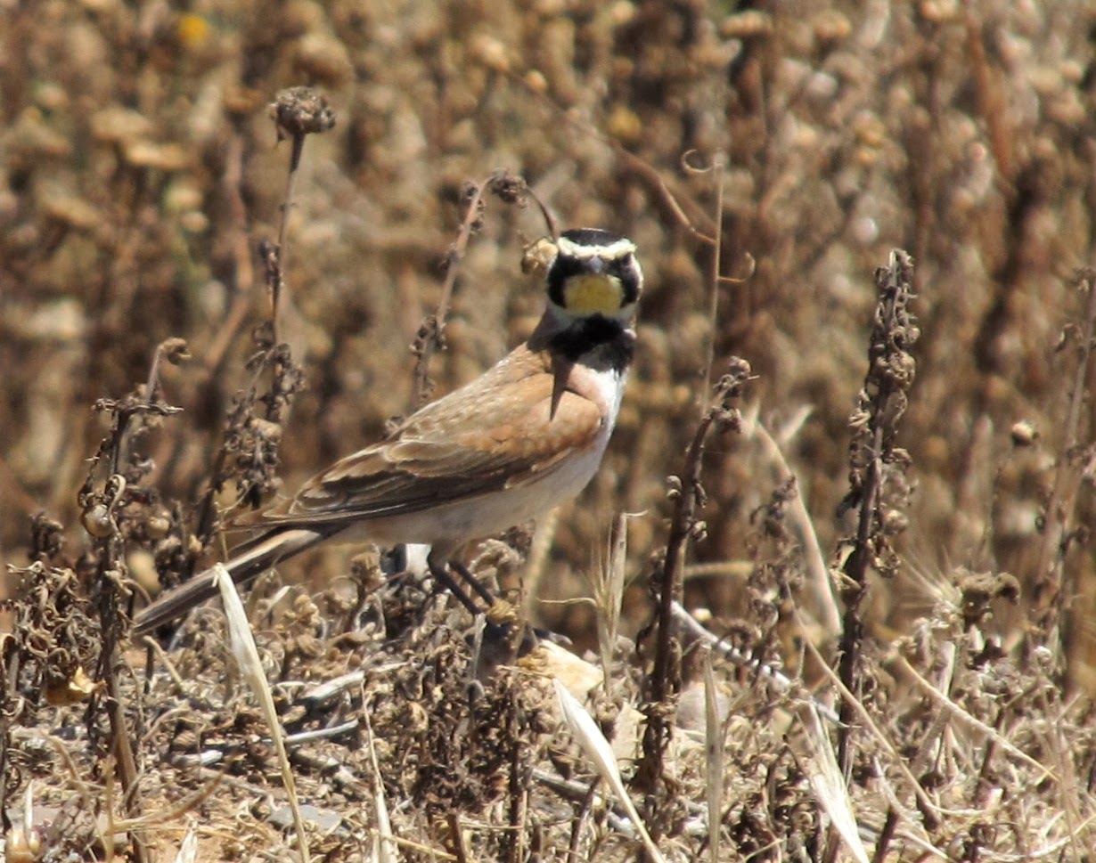 Smorgcycle: Why I Like Riding My Bike Everywhere