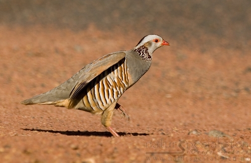 Perdrix Gambra: Perdrix gambra