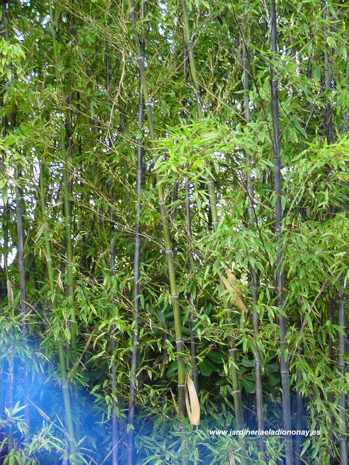 Jardineria Eladio Nonay: PHYLLOSTACHYS NIGRA - BAMBÚ NEGRO (Jardinería ...