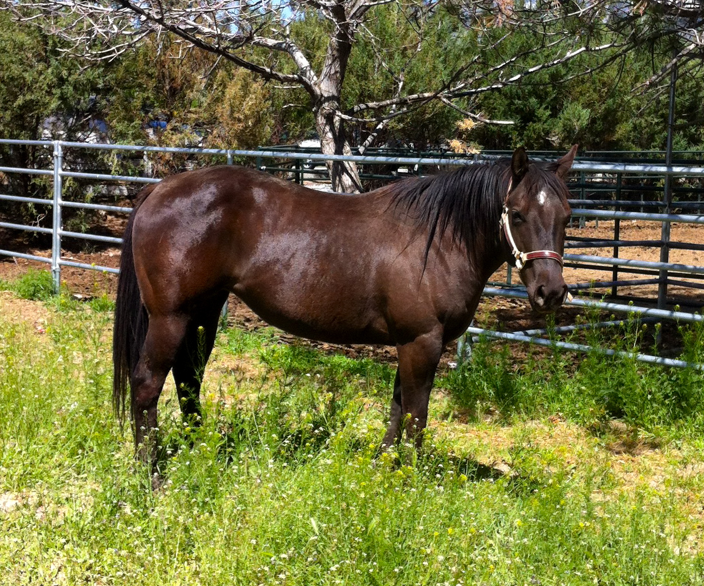Roan River Ranch Quarter Horses: 2006 Black Shining Spark Bred Broodmare