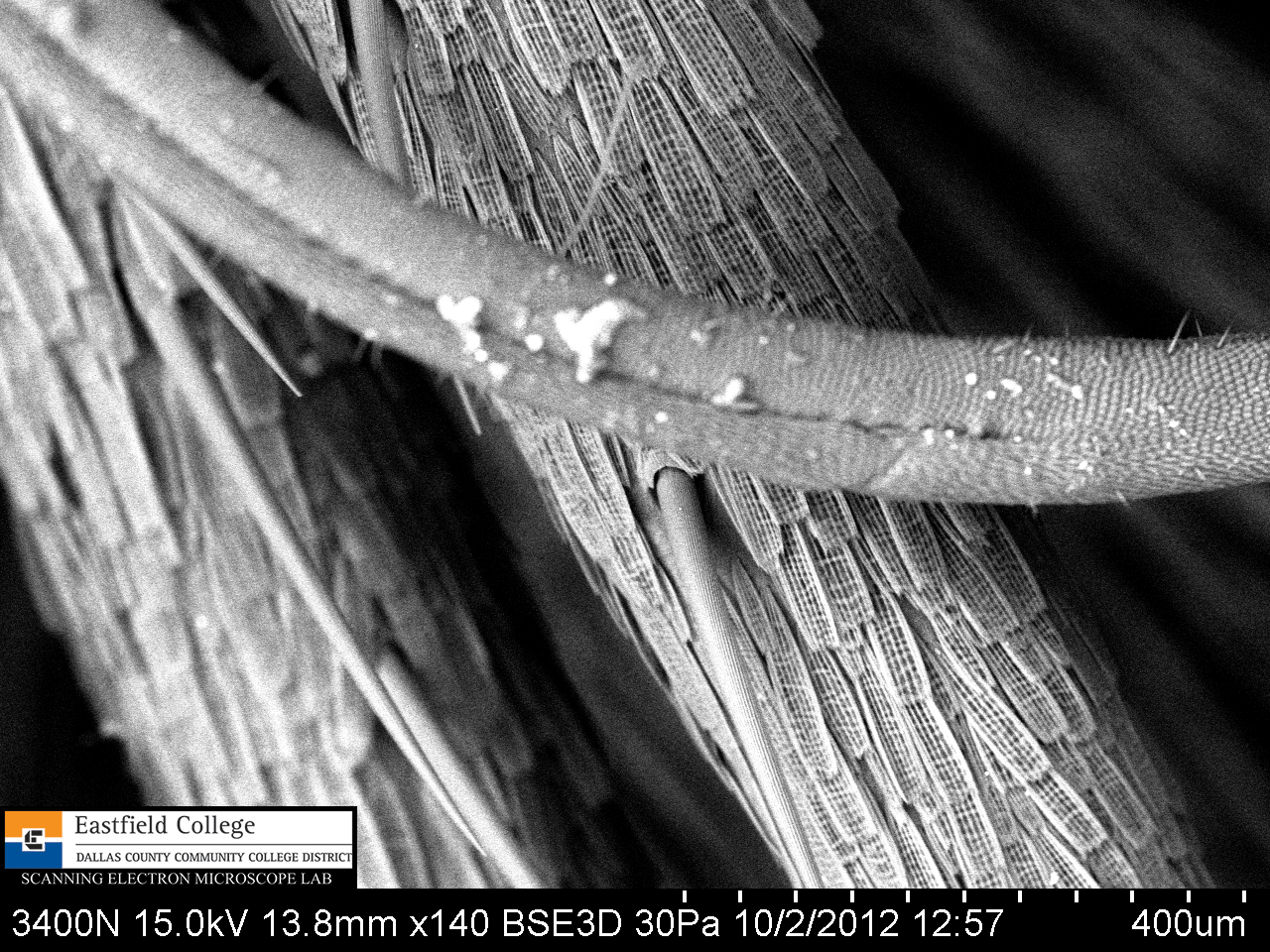 Scanning Electron Microscope Blog: October 2012