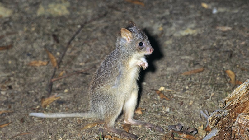 Rata canguro rojiza (Rufescens Aepyprymnus)