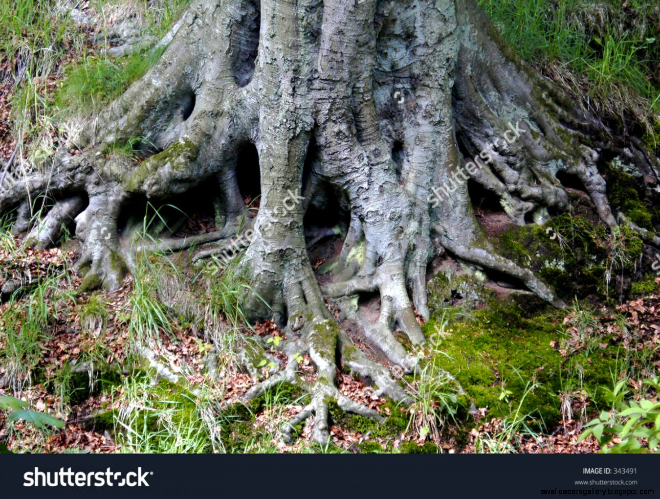 Oak Tree With Roots | Wallpapers Gallery