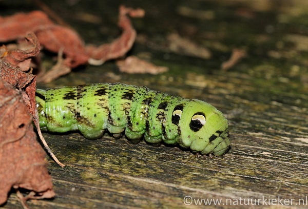 Rupsen en geen rupsen