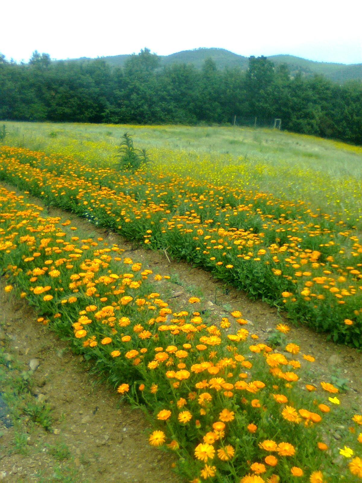 Erbe,the authentic Italian beauty culture.: Spreading in the U.S. the philosophy and culture of ...