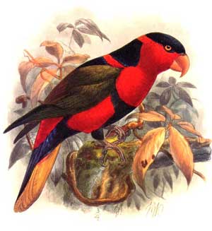 Memelihara dan Beternak Nuri Kepala Hitam