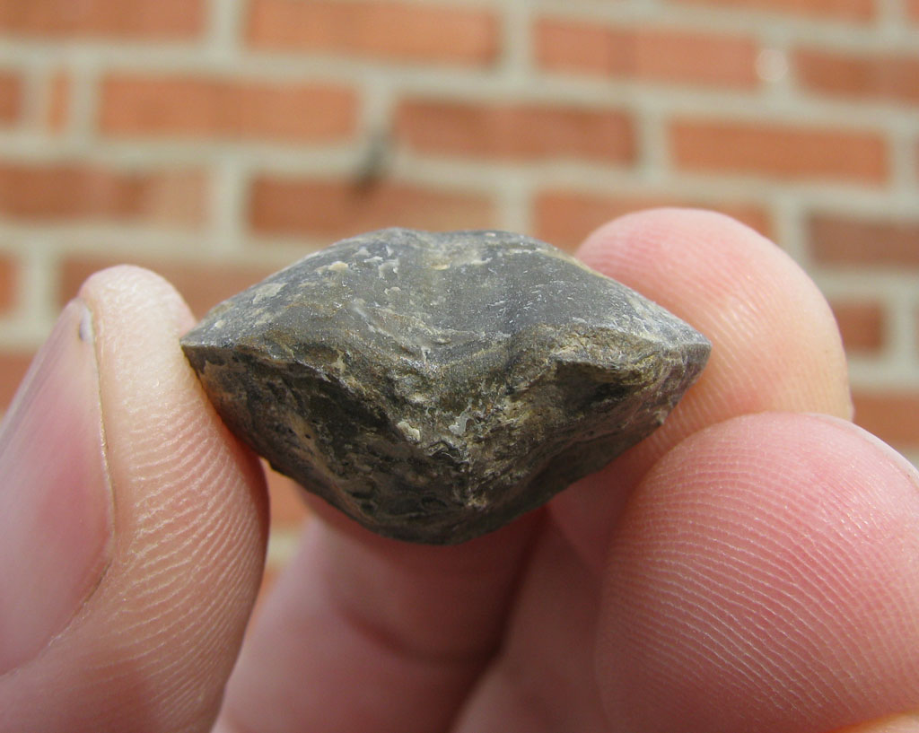 Views of the Mahantango: Meristina brachiopod from the Keyser limestone