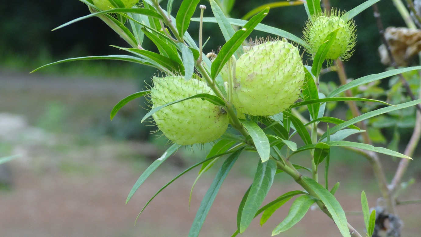 A la réunion: Conservatoire des Mascarins