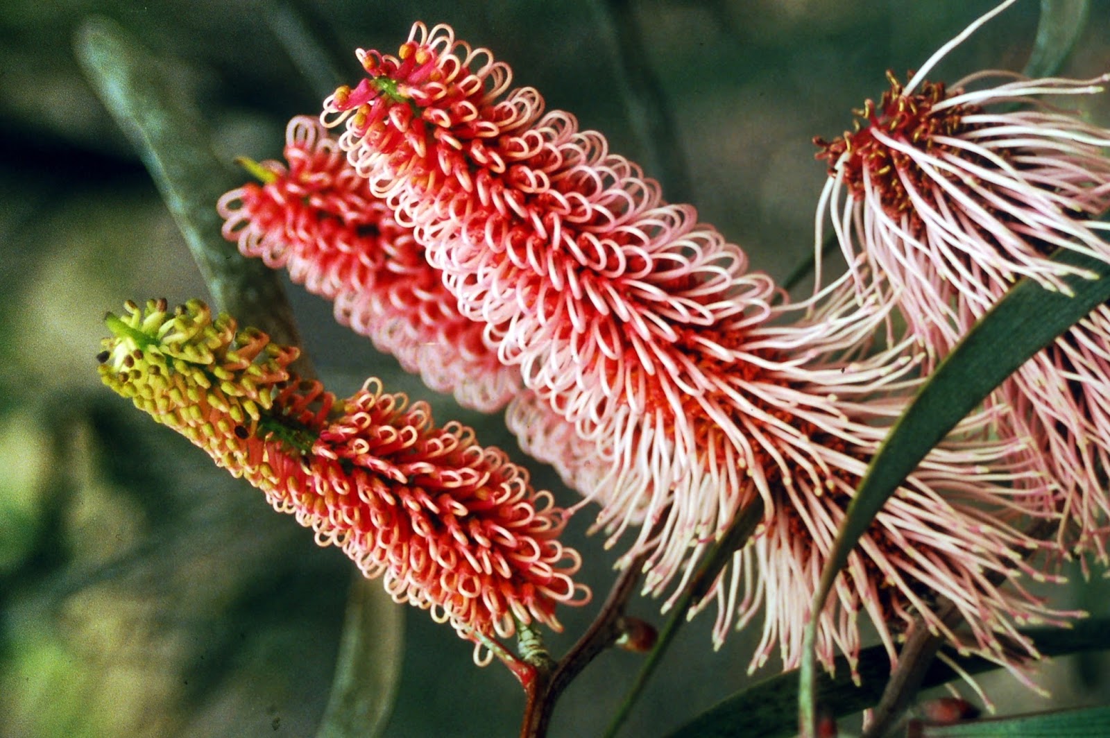 I Brake for Wildflowers!: Australia 4. An excursion in New South Wales