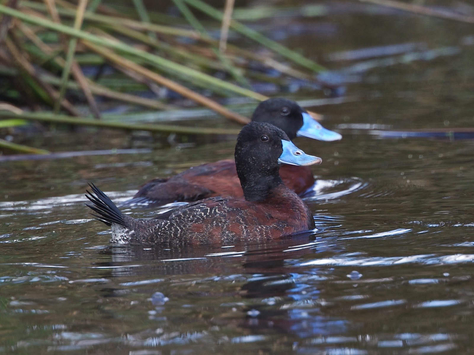 Avithera: Blue-billed Ducks