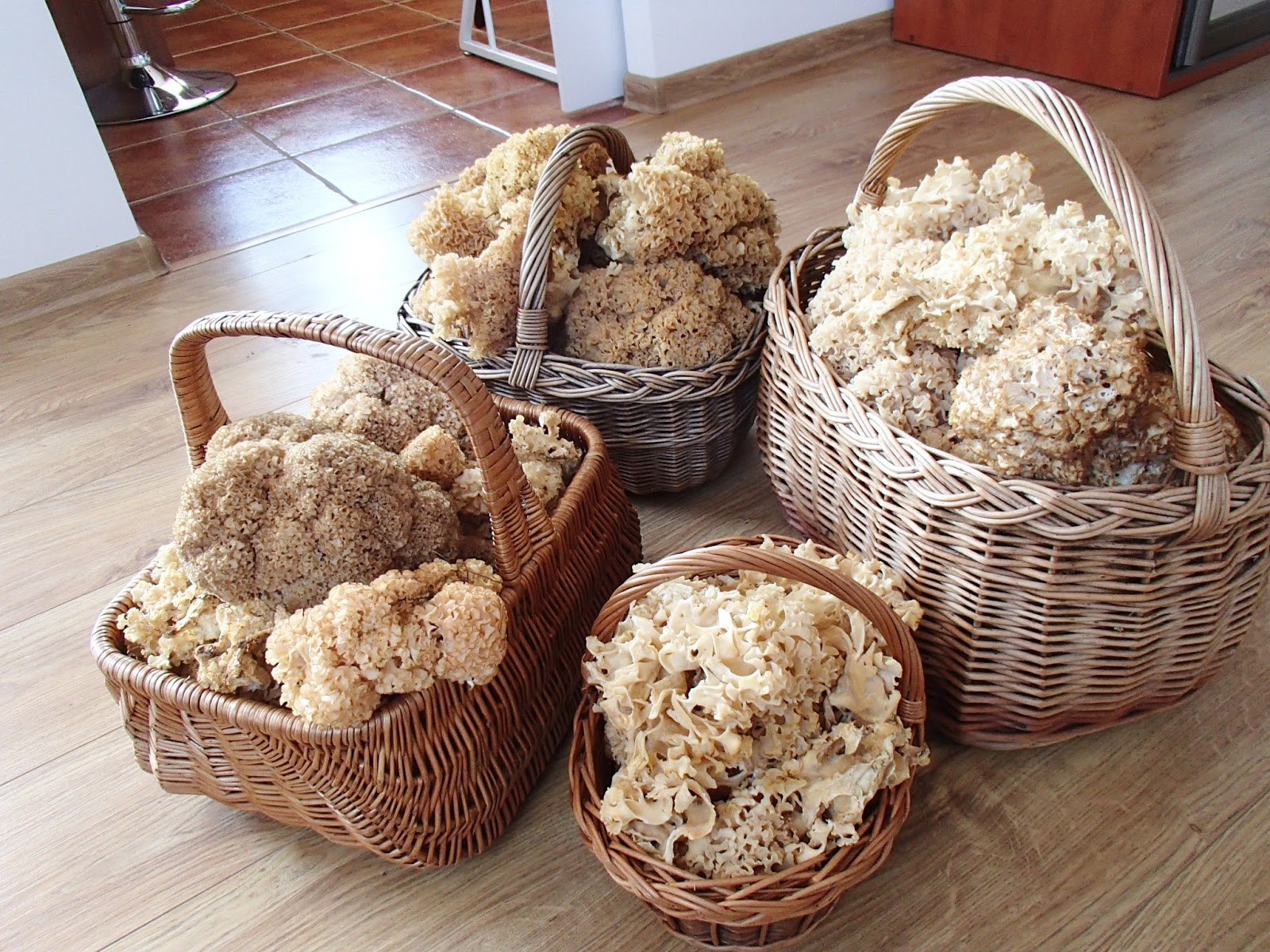 MOJA MENAŻERIA : Szmaciakowo - siedzuniowe historie