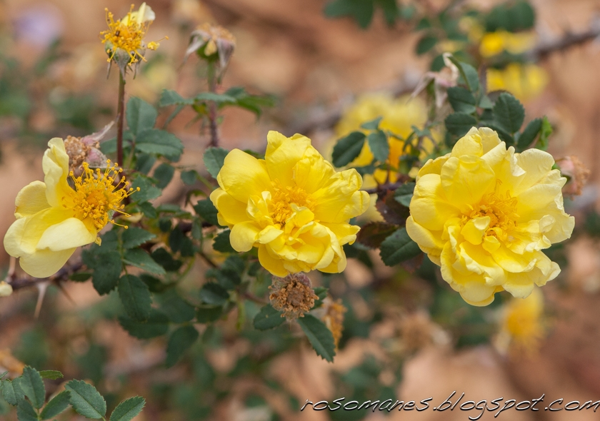 A Rose is a Rose...: Sunday Roses