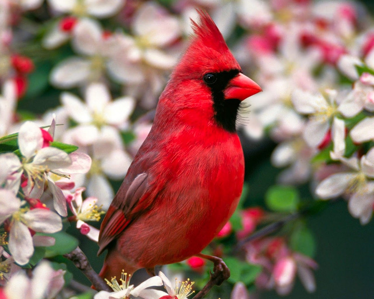 birds images - birds images