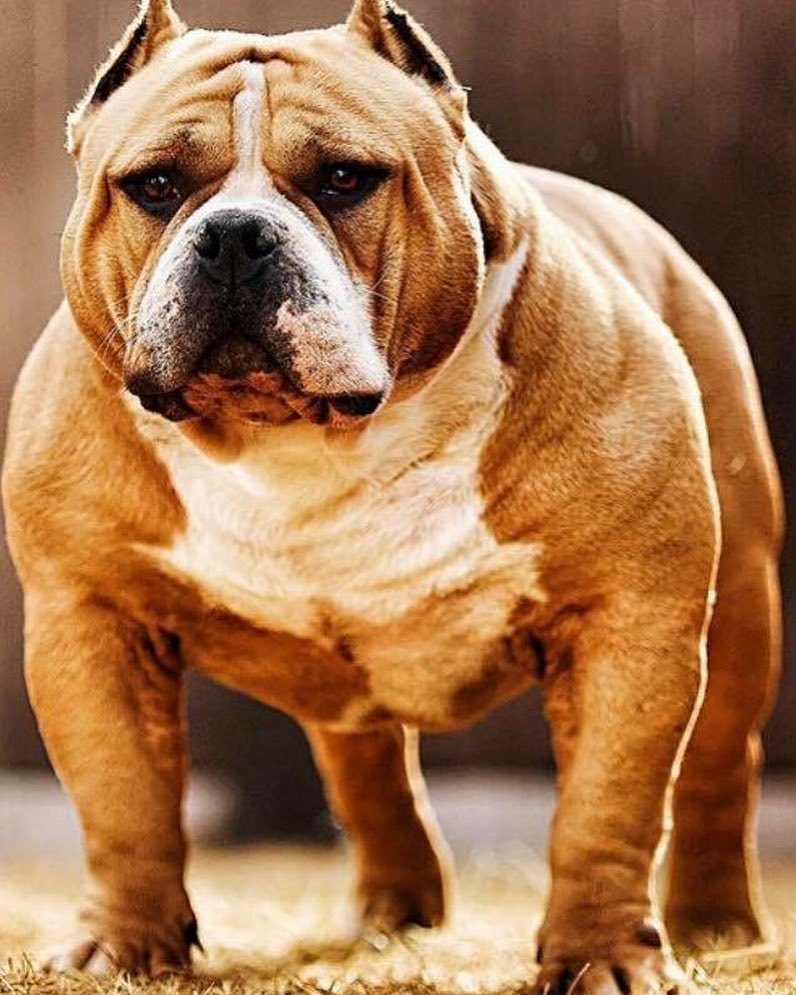 freePitbull: AMERICAN BULLY