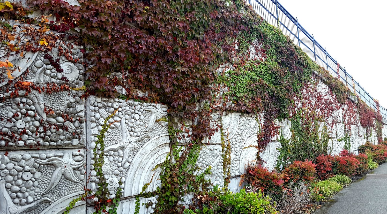 Shoreline Area News: Photos: Dramatic foliage on Blue Bridges