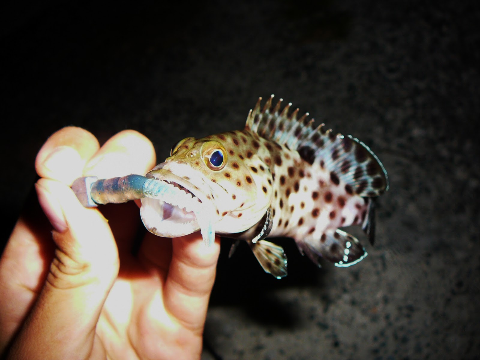 Light Exo Fishing: Exo-Rockfishing By Night.