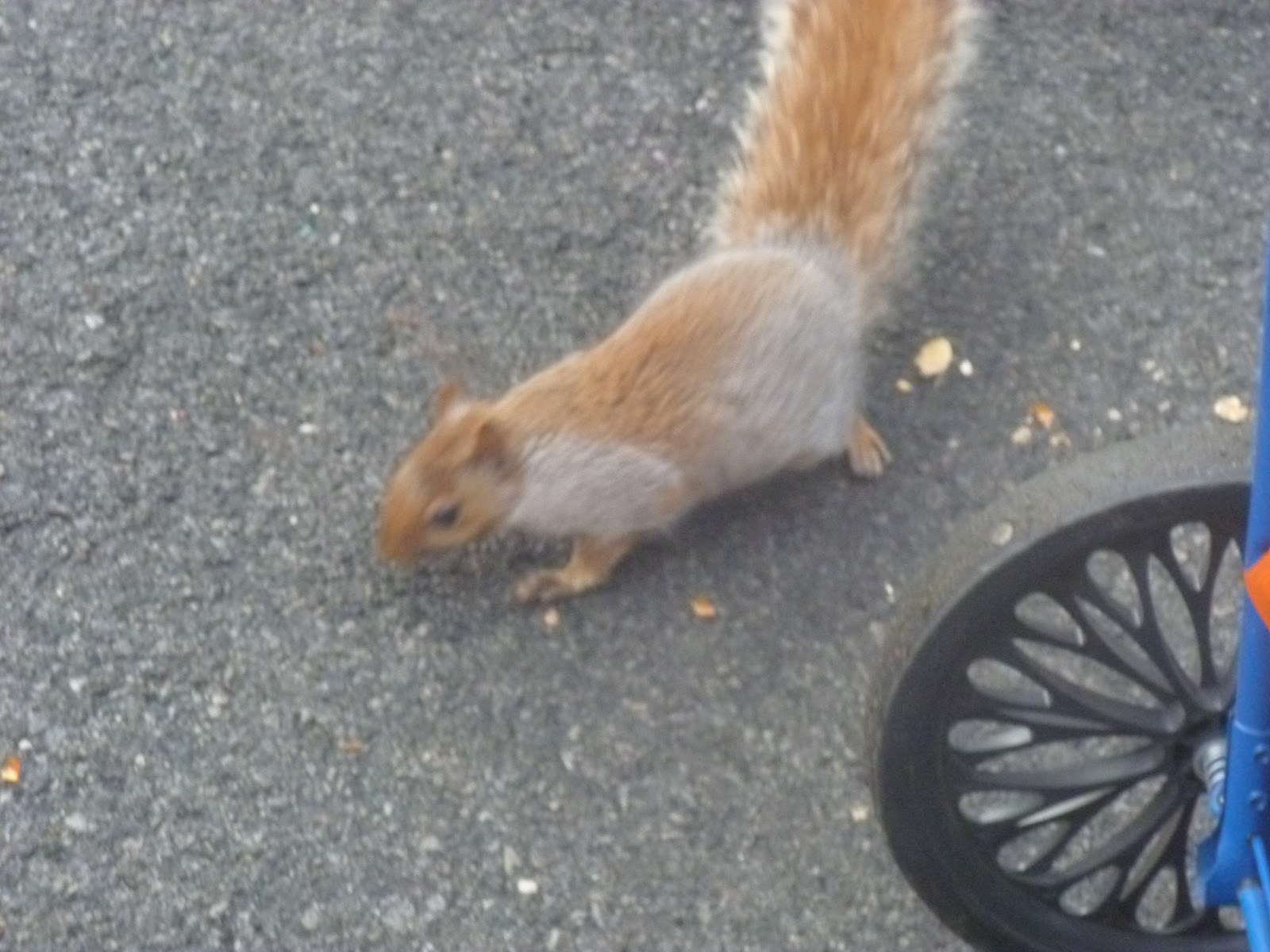 The New York Squirrel: Is Orange the New Black?