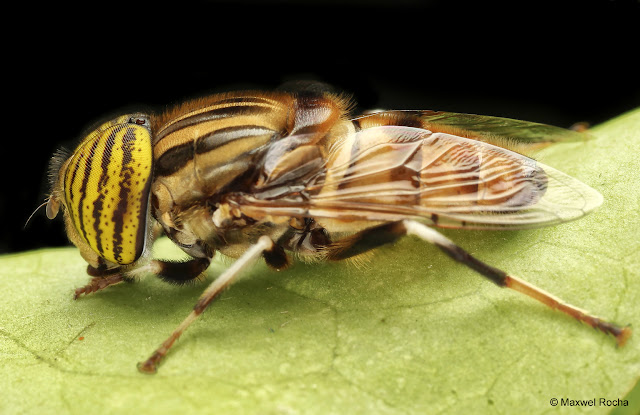 Macrofotografia por Maxwel Rocha: Moscas (Dípteras)