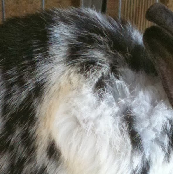 Hill Rise Rabbitry: Evaluating Rabbit Health
