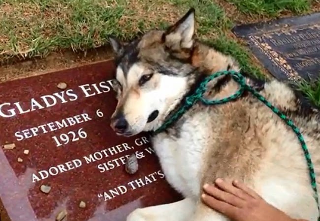 Noticias do Momento: CÃO CHORA NO TÚMULO DO DONO. TRISTE E EMOCIONANTE ...