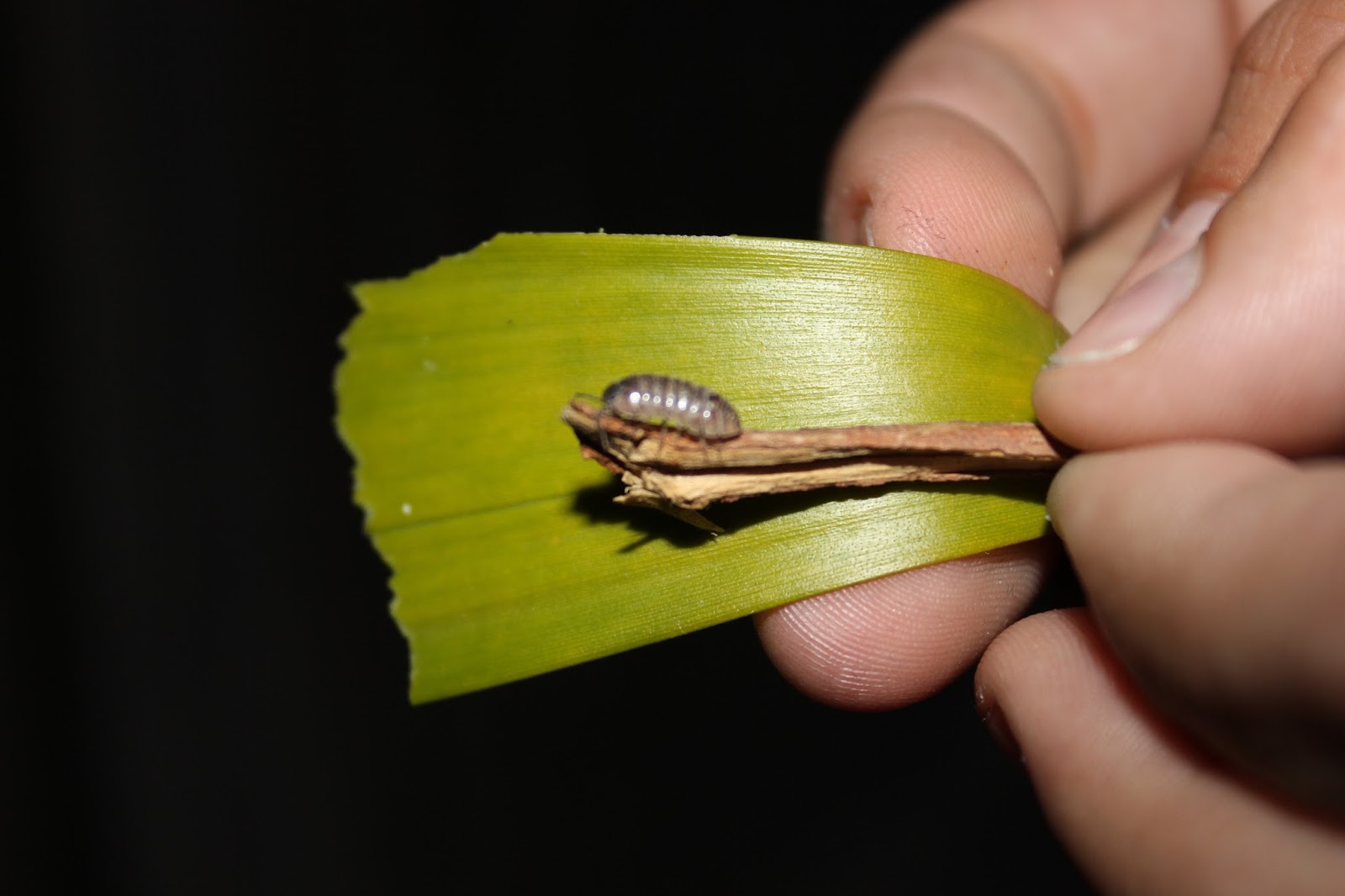 Everyday Biology: Animal with a Segmented Body