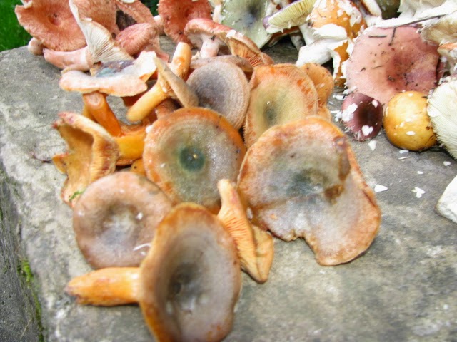 Kaubi maablogi: Kuuseriisikad, kaseriisikad, pilvikudja ja paar puravikku