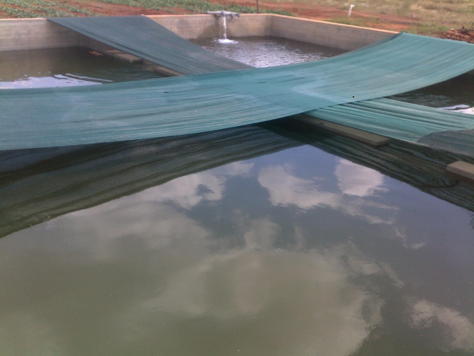 Techie2Aggie: Sharks in the farm!