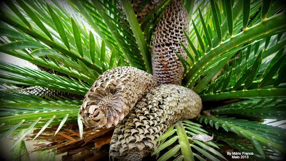 PALMA-ZAMIA, PALM ZAMIA - ( Macrozamia moorei ) - Meu Cantinho Verde