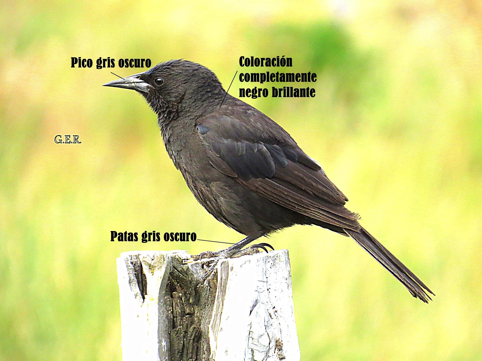 Aves del Golfo San Jorge: Tordo patagónico (Curaeus curaeus)