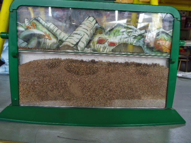 Science Projects: Ants in our class